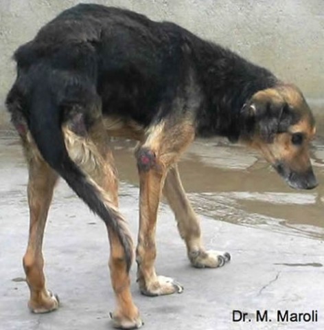 Dog affected by leishmaniasis with severe cachexia, onicogriphosis and ...